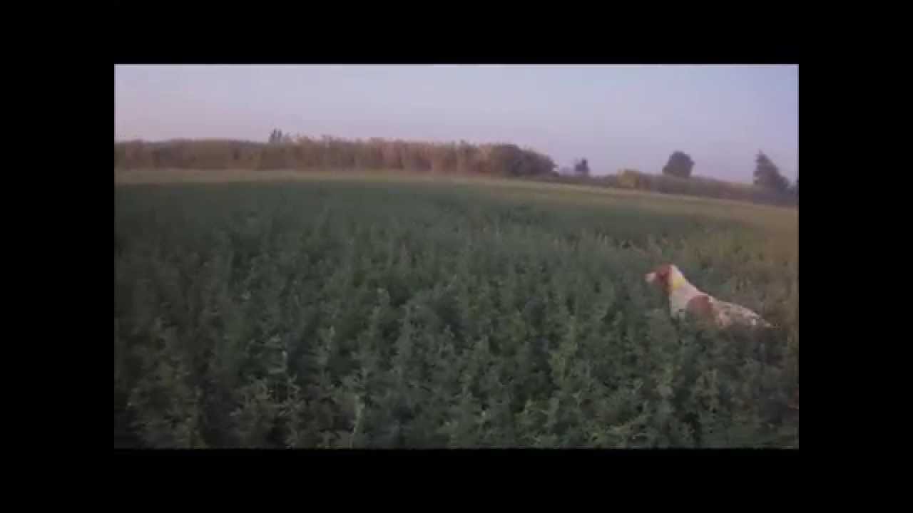 Chasse à la caille des blés aux Braque Saint Germain. - YouTube