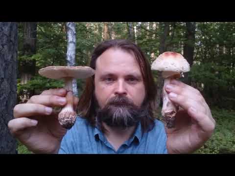 Zjadłem muchomora i żyję! (Jak rozpoznać jadalny muchomor) - YouTube