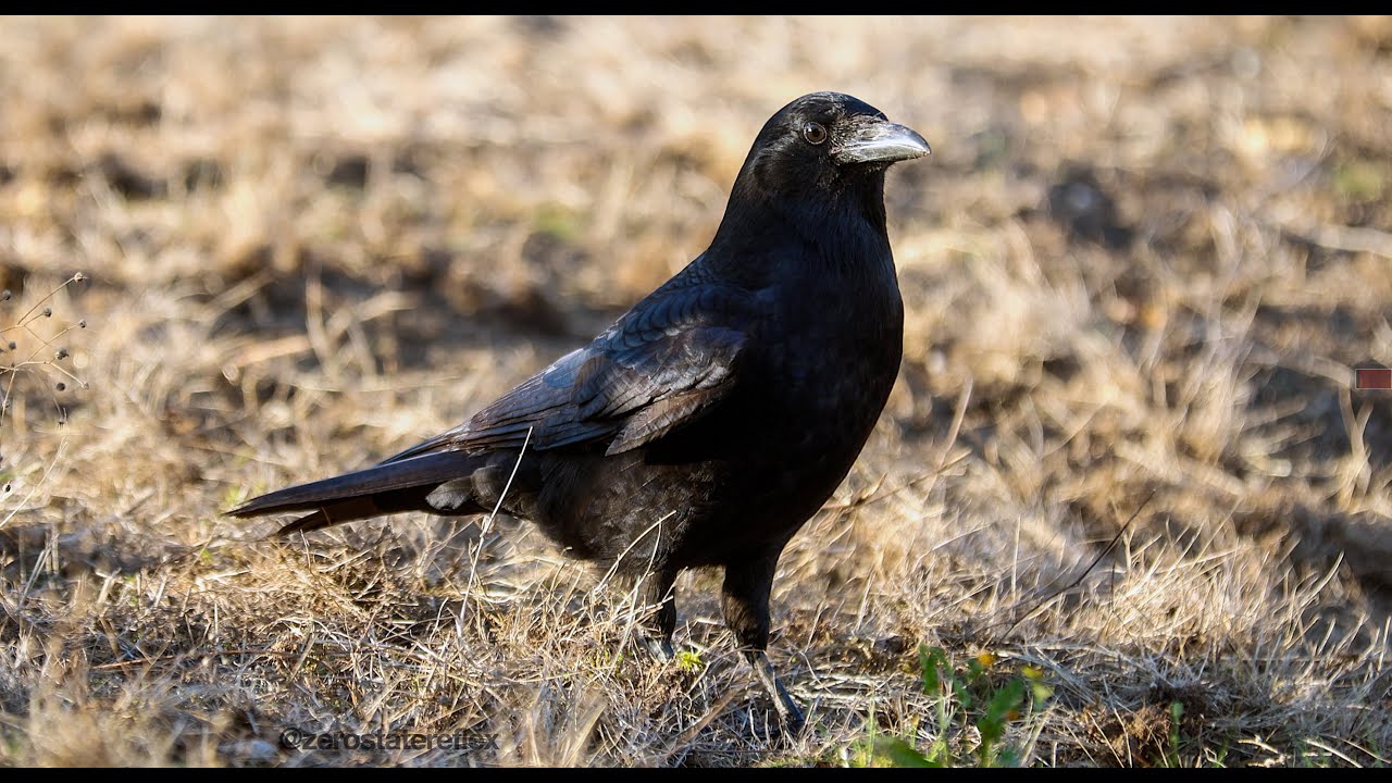 Normal Crow Activities: Walk Around, Grab Small Dirt Glob, Say Hi to ...