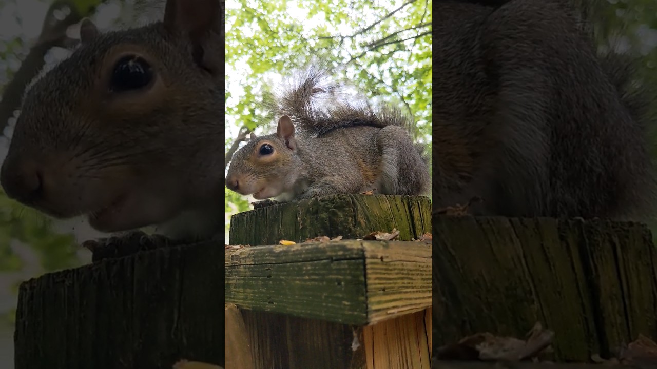Squirrel Talk - YouTube