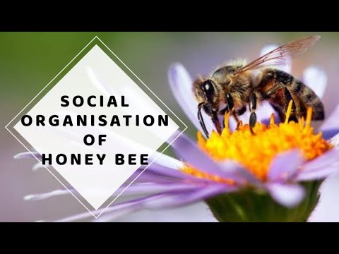 SOCIAL ORGANISATION OF HONEY BEE (part -2) - YouTube