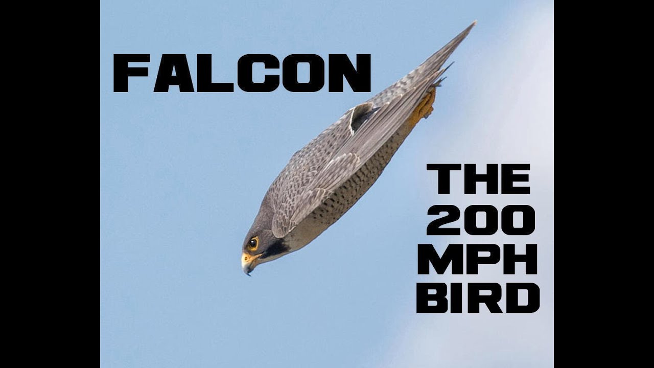 10 Falcon Facts - The 200 mph Air Diver - Animal a Day - YouTube