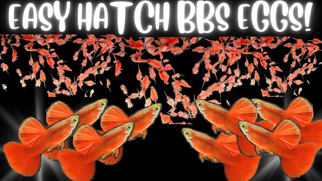 Guppy Fish Keeping - How To Hatch BBS Baby Brine Shrimp Eggs - YouTube