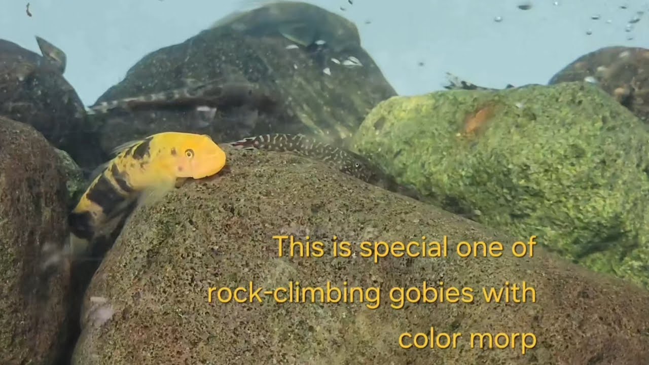 Rock-Climbing Gobies Fish // Natural River Bank Biotope // Upstream ...