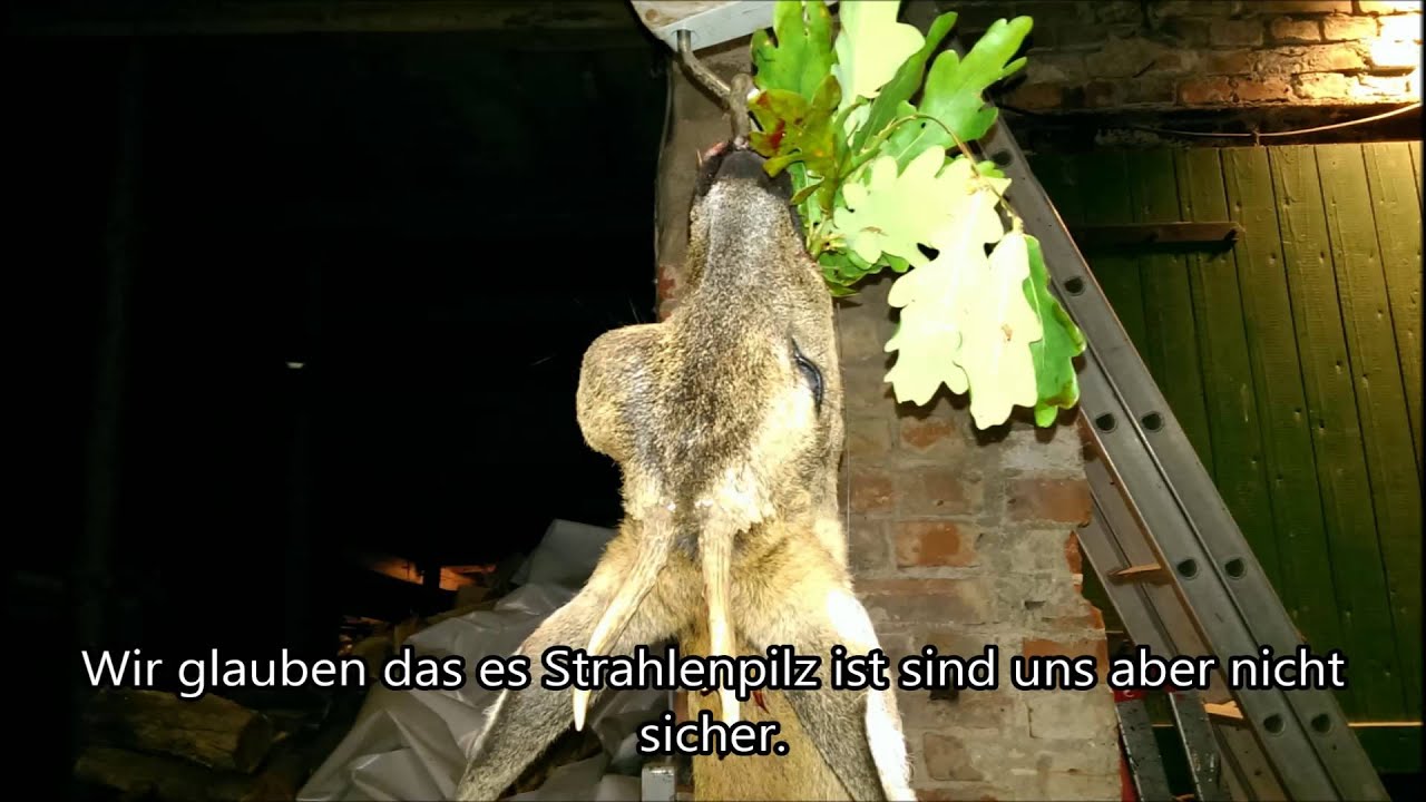 Bockjagd Roe Deer Hunting Bock mit Strahlenpilz ? erlegt. - YouTube