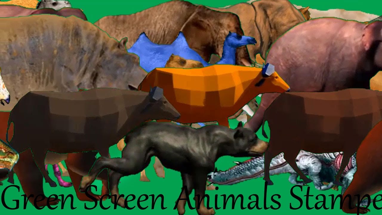 Animals Stampede Running and Walking Green Screen Best HD Animals Green ...