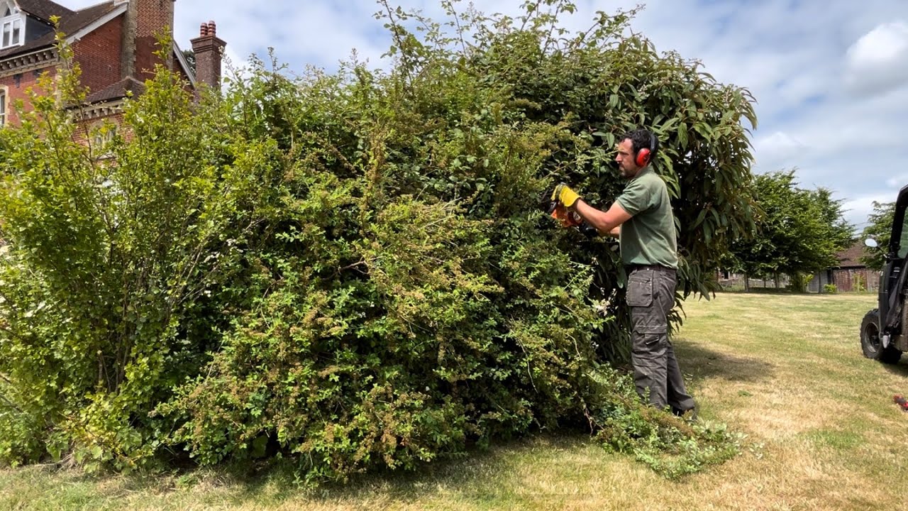 You Won’t Believe the Brambles I found amongst these Overgrown Shrubs!😲 ...