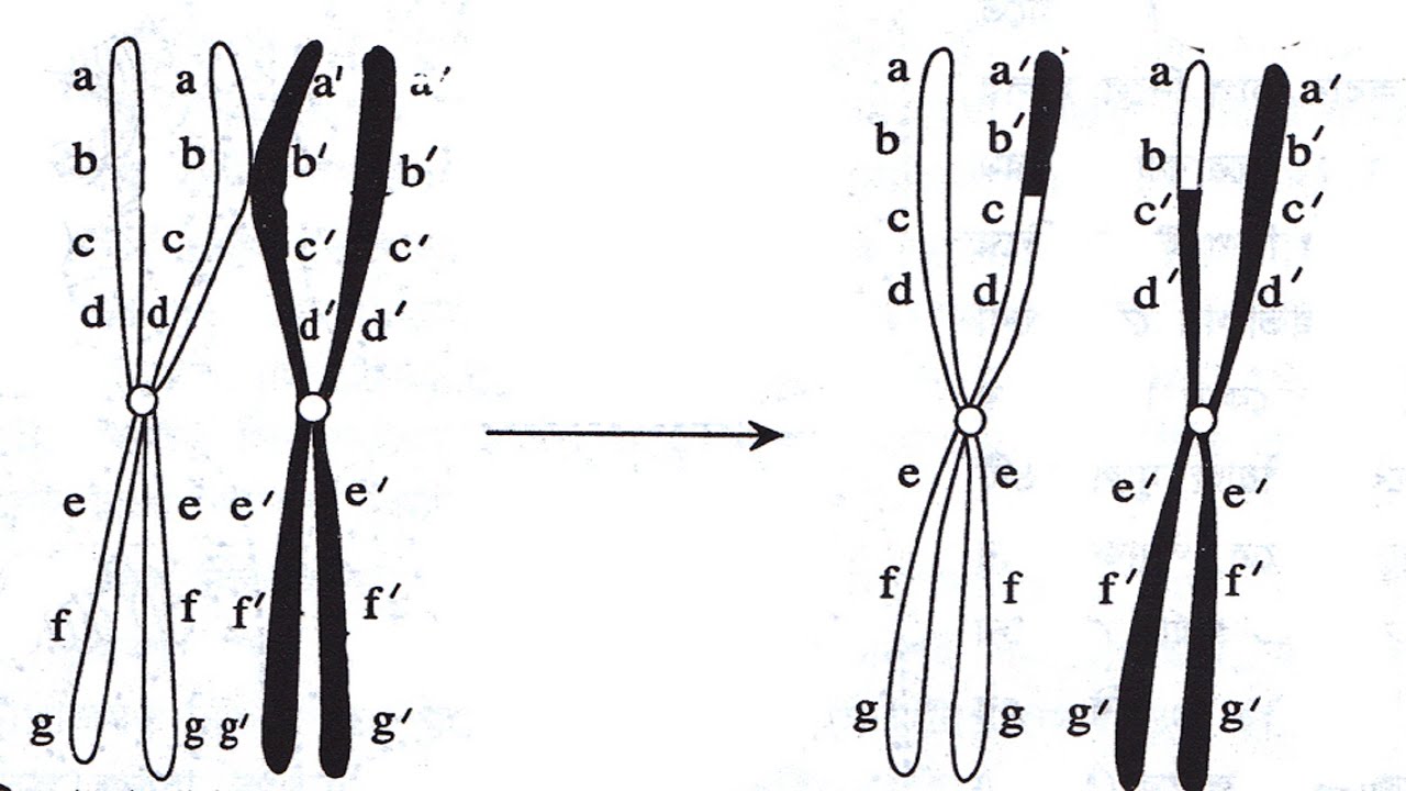 Meiosis Cell Division । Crossing Over। Important of Meiosis Cell ...
