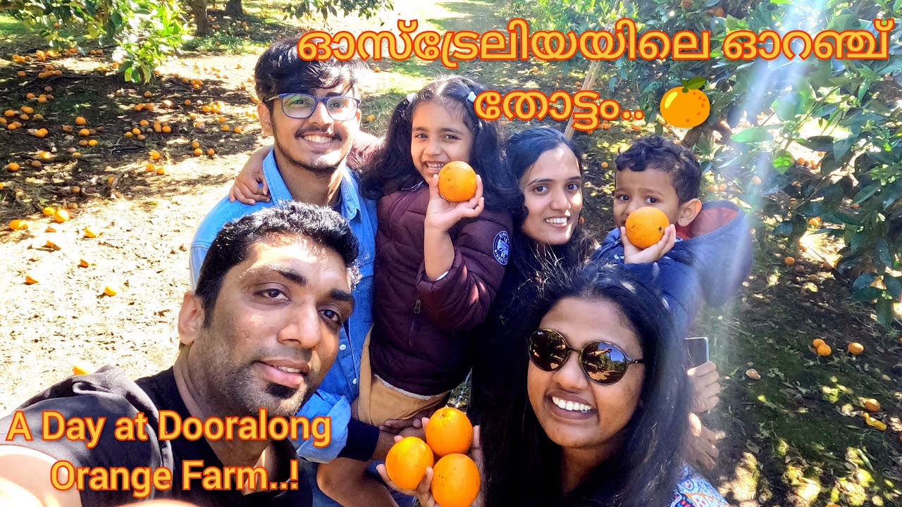ഓസ്ട്രേലിയയിലെ ഓറഞ്ച് തോട്ടം.. 🍊 A Day at Dooralong Orange Farm.. - YouTube