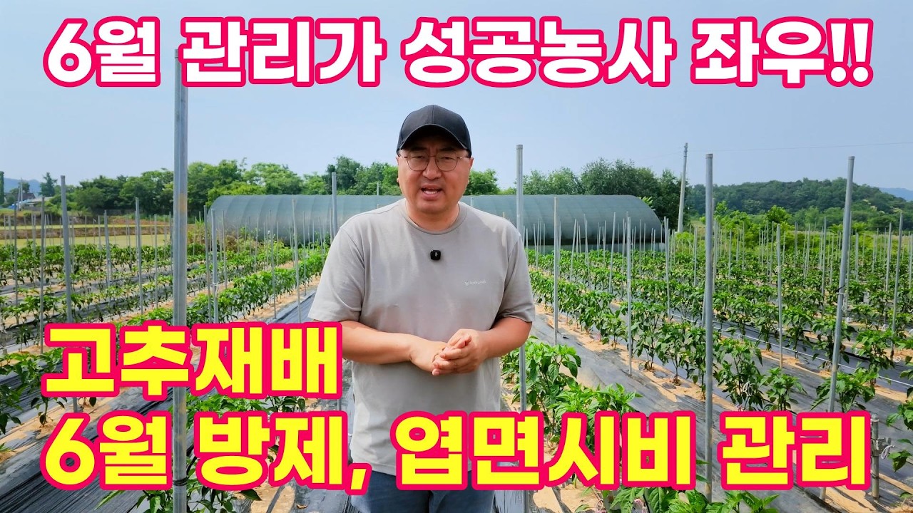 EP.387 고추재배 6월 방제, 엽면시비 관리 방안 - YouTube