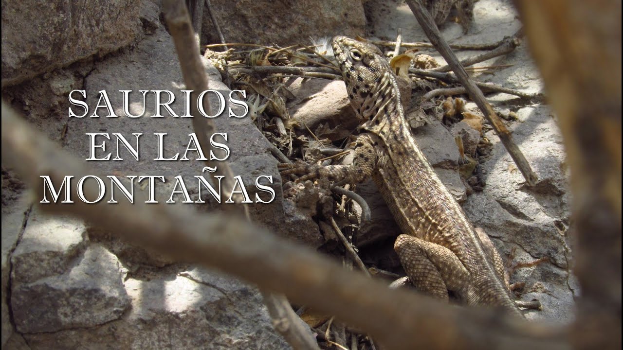 HERPETOLOGÍA - Saurios en las montañas | Lagartijas 𝘔𝘪𝘤𝘳𝘰𝘭𝘰𝘱𝘩𝘶𝘴 𝘵𝘪𝘨𝘳𝘪𝘴 ...