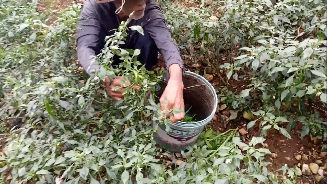 Green Pepper Vulcan F1 (Elongated Green Pepper) - YouTube