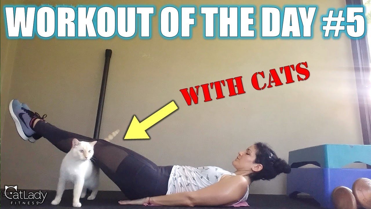 Workout of the Day (...with cats) 💪😻 Episode 5 - Cat Lady Fitness - YouTube