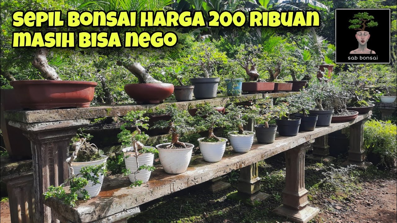 SEPIL BONSAI HARGA 200 RIBUAN MASIH BISA NEGO | sab bonsai - YouTube