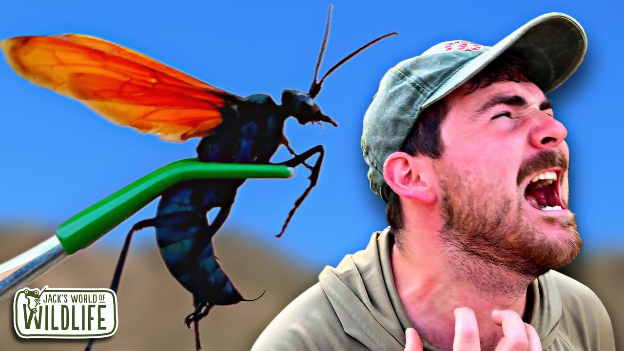 Tarantula Hawk Bites Tarantula Hawk Wasp | Weird N' Wild Creatures