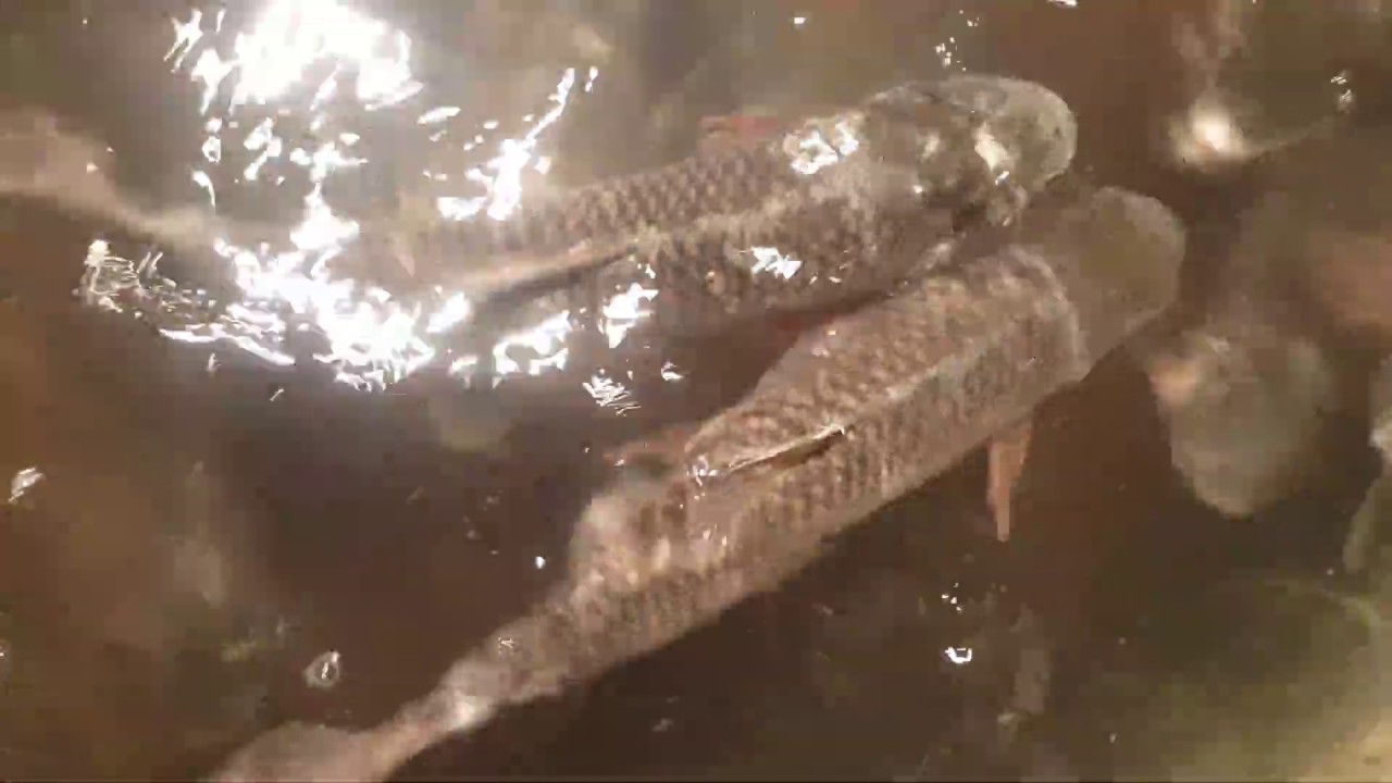 Khilkhet Fish Market Live Fish 300 Taka KG. - YouTube