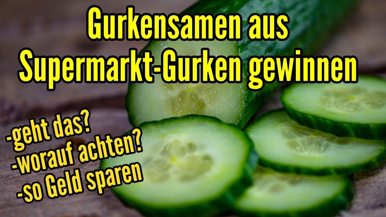 Gurkensamen Selbst Gewinnen