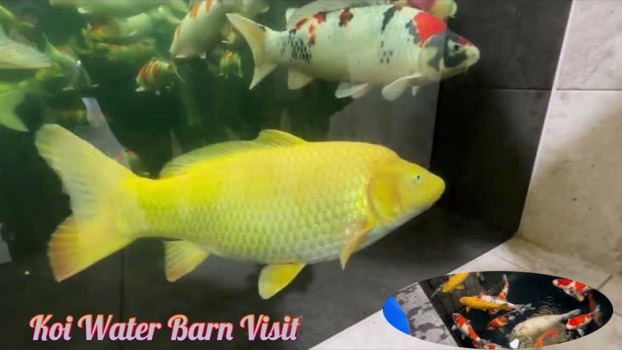 Koi Water Barn Visit - YouTube
