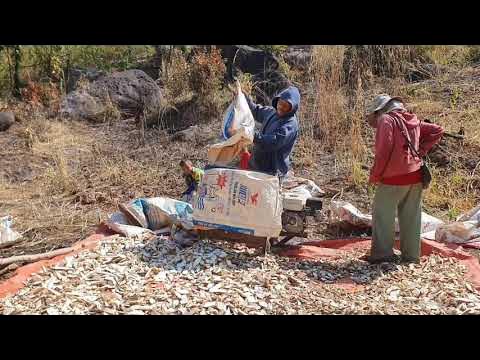 npua teb muab wb cov qo ntoo noj tag lawm khawb tsau me me xwb - YouTube