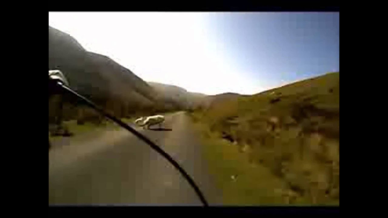 Man vs Sheep the Directors Cut - YouTube