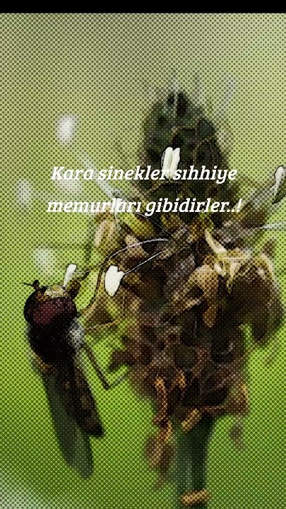 Kara sinekler sıhhiye memurları gibidirler..! - YouTube