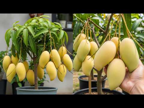 🔴LIVE 🥭 Mango Tree growing tutorial | Full Process from Seed to Harvest | Easy way #livestream #live