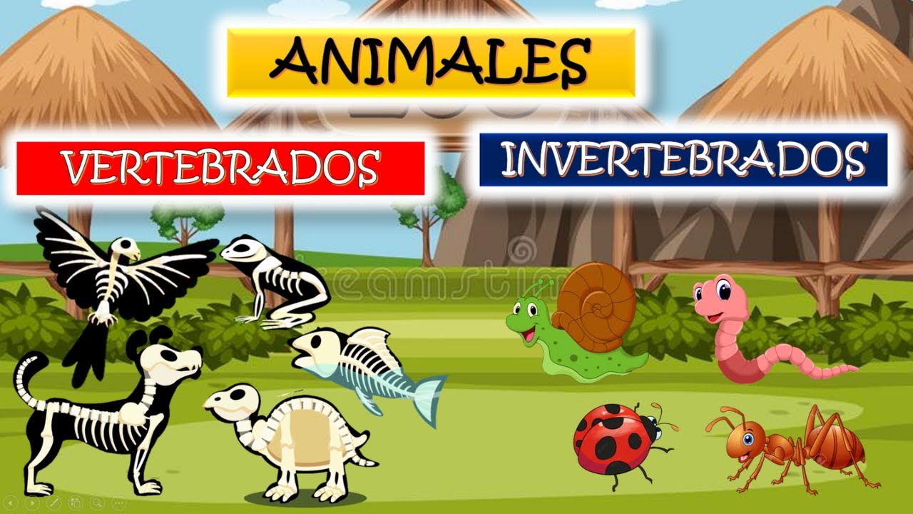 Animales Vertebrados E Invertebrados Vertebrados E Invertebrados