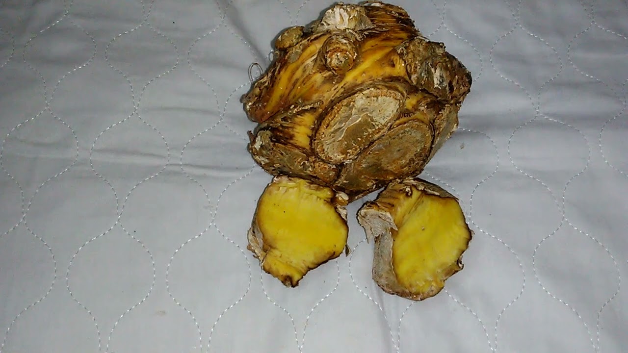 cápsula informativa de la cepa de apio o rábano. - YouTube