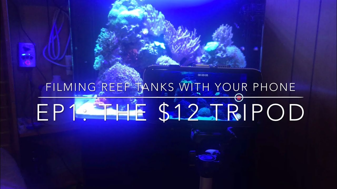 Filming Reef Tanks With Your Phone: Ep.1 The $12 Tripod - Stabile ...