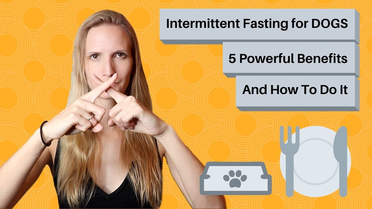 Intermittent Fasting for Dogs - 5 Powerful Benefits and How To Do It ...
