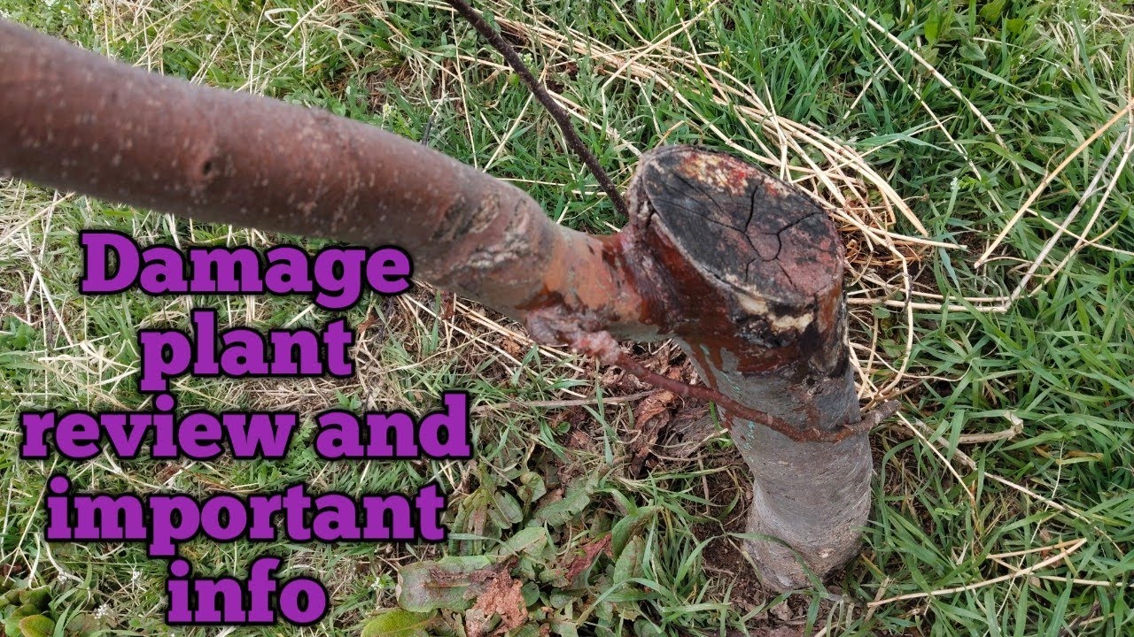 Damage plant review and important info - YouTube