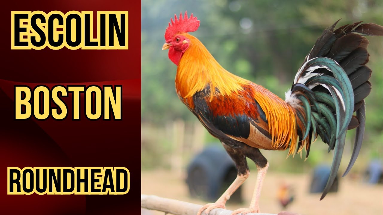 Team Escolin, CKRP Killian & Ian Pangilinan IGF 2022 - YouTube