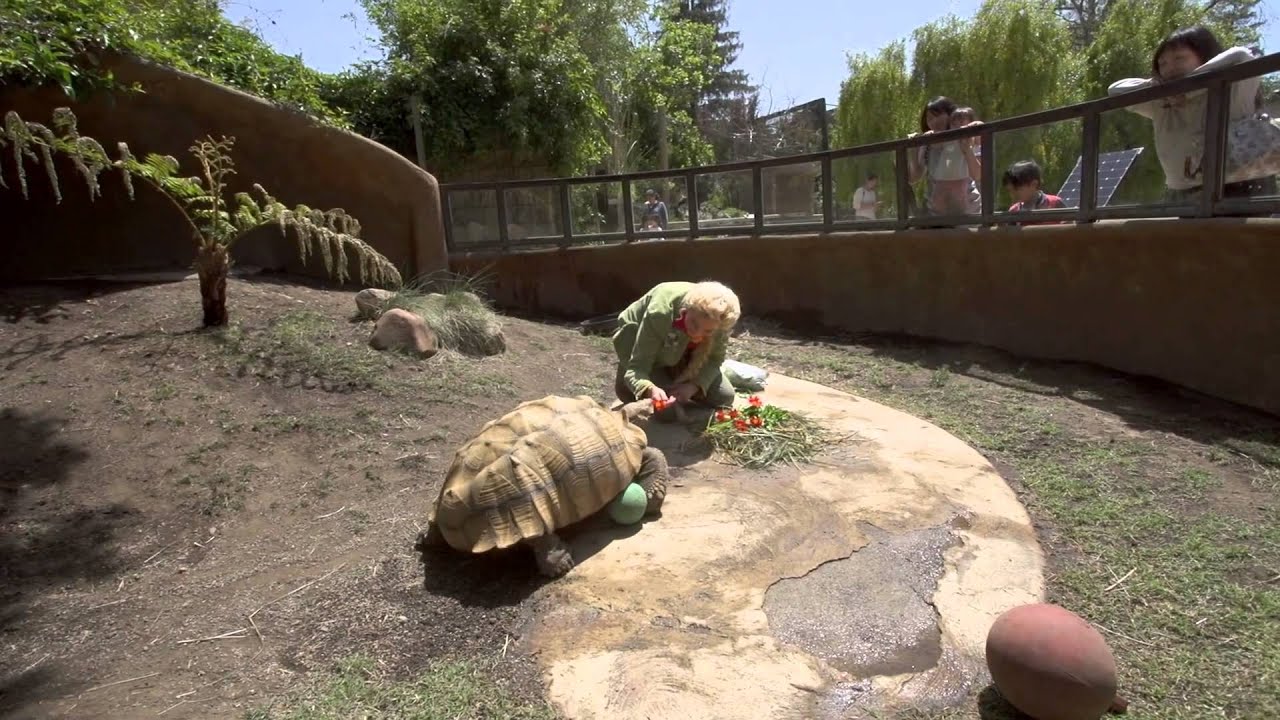 Palo Alto Junior Museum & Zoo - Overview - YouTube