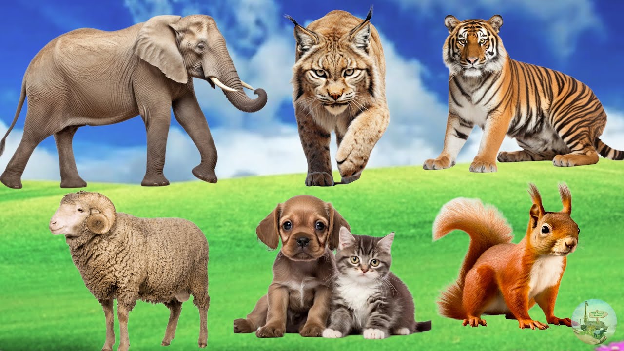 Life of Wild Animals: Tiger, Elephant, Monkey, Horse, Ostrich, Hippo ...
