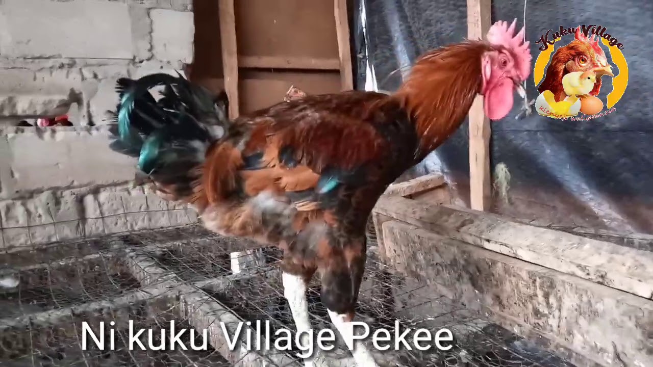 Kuku Warefu wa Kisukuma - YouTube