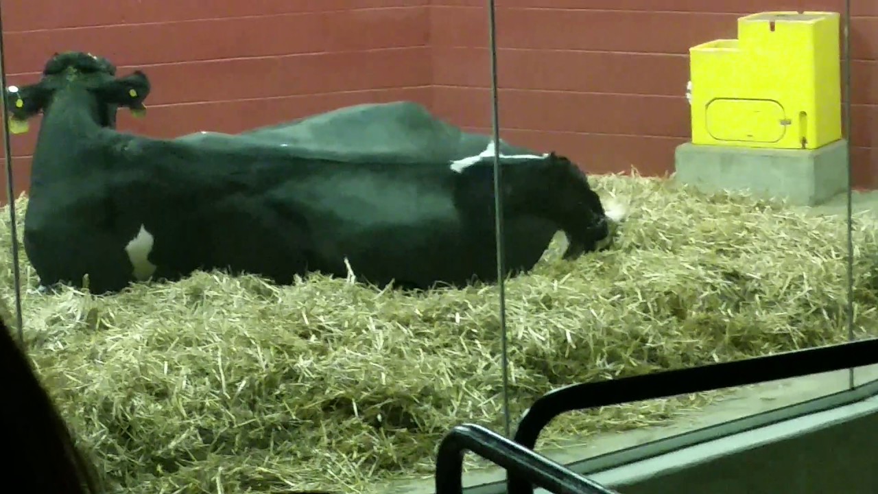 Cow birth!🐄🐴 - YouTube