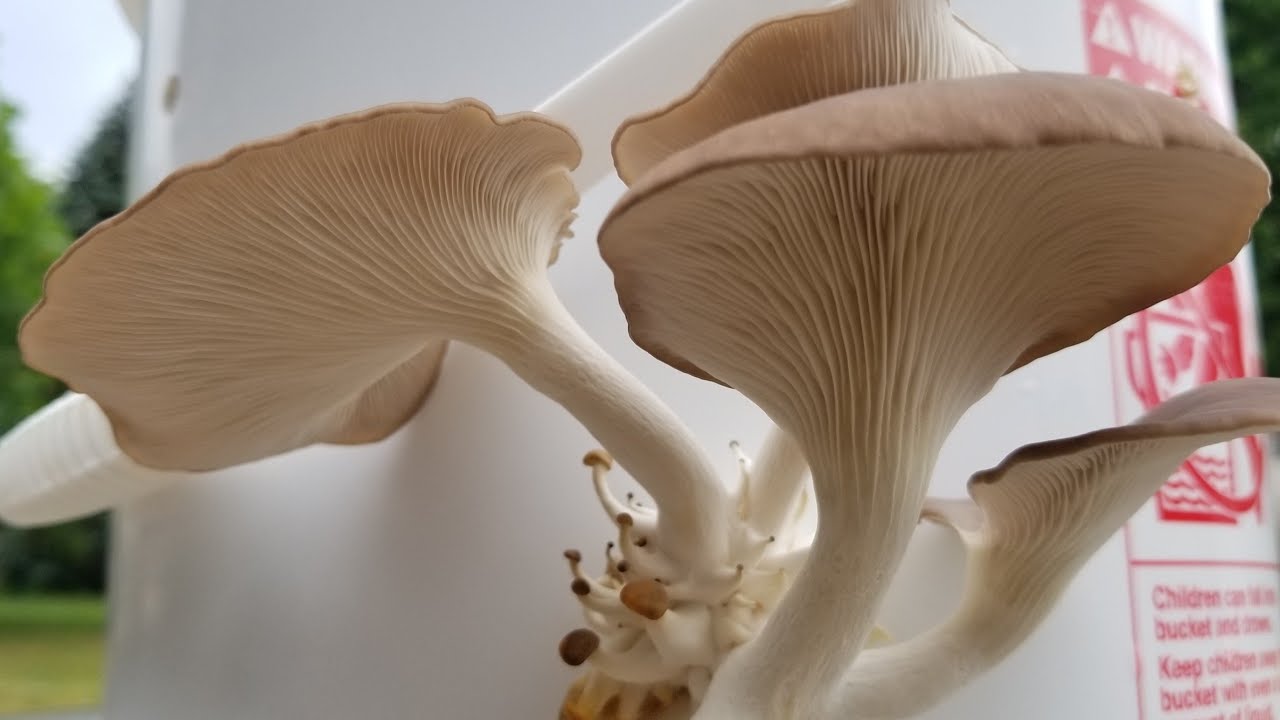 STRAW BUCKET OYSTER TEK FOR BEGINNERS, Cooler Pasteurization Method ...