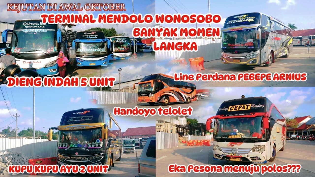 PANEN BASURI AWAL OKTOBER ‼️Banyak Kejutan di TERMINAL MENDOLO WONOSOBO ...