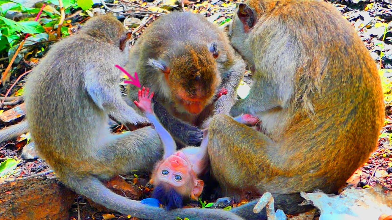 Special cosmetic salon...adorable mom ALIKA grooming her baby monkey ...