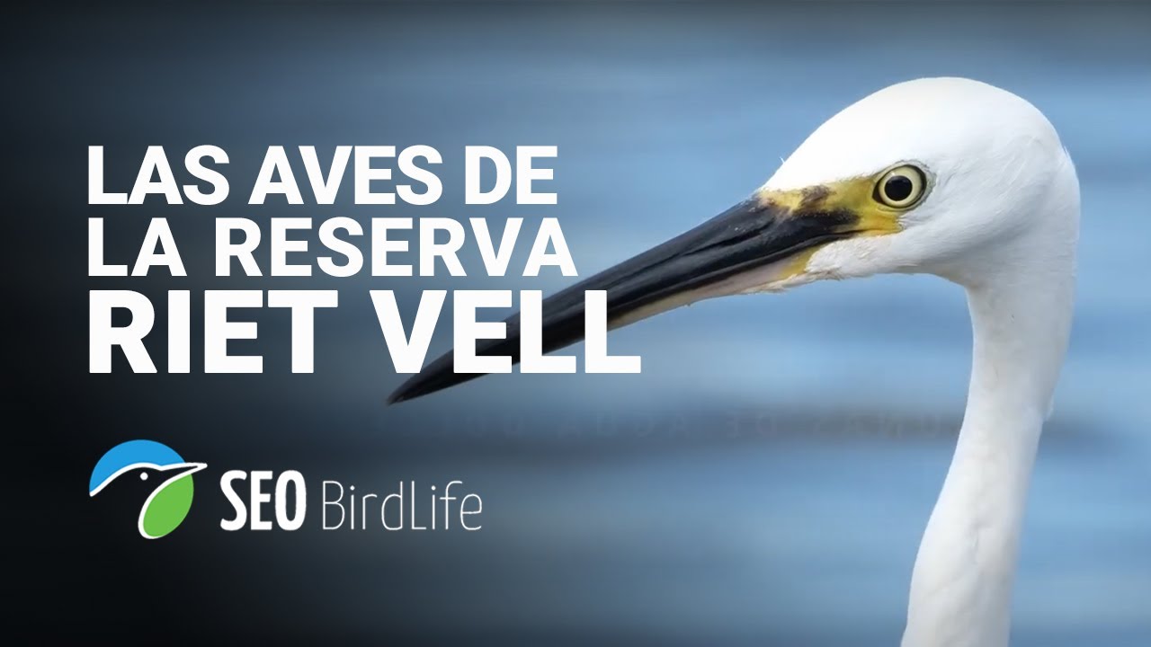 Las aves de Riet Vell, Reserva Ornitológica de SEOBirdLife - YouTube