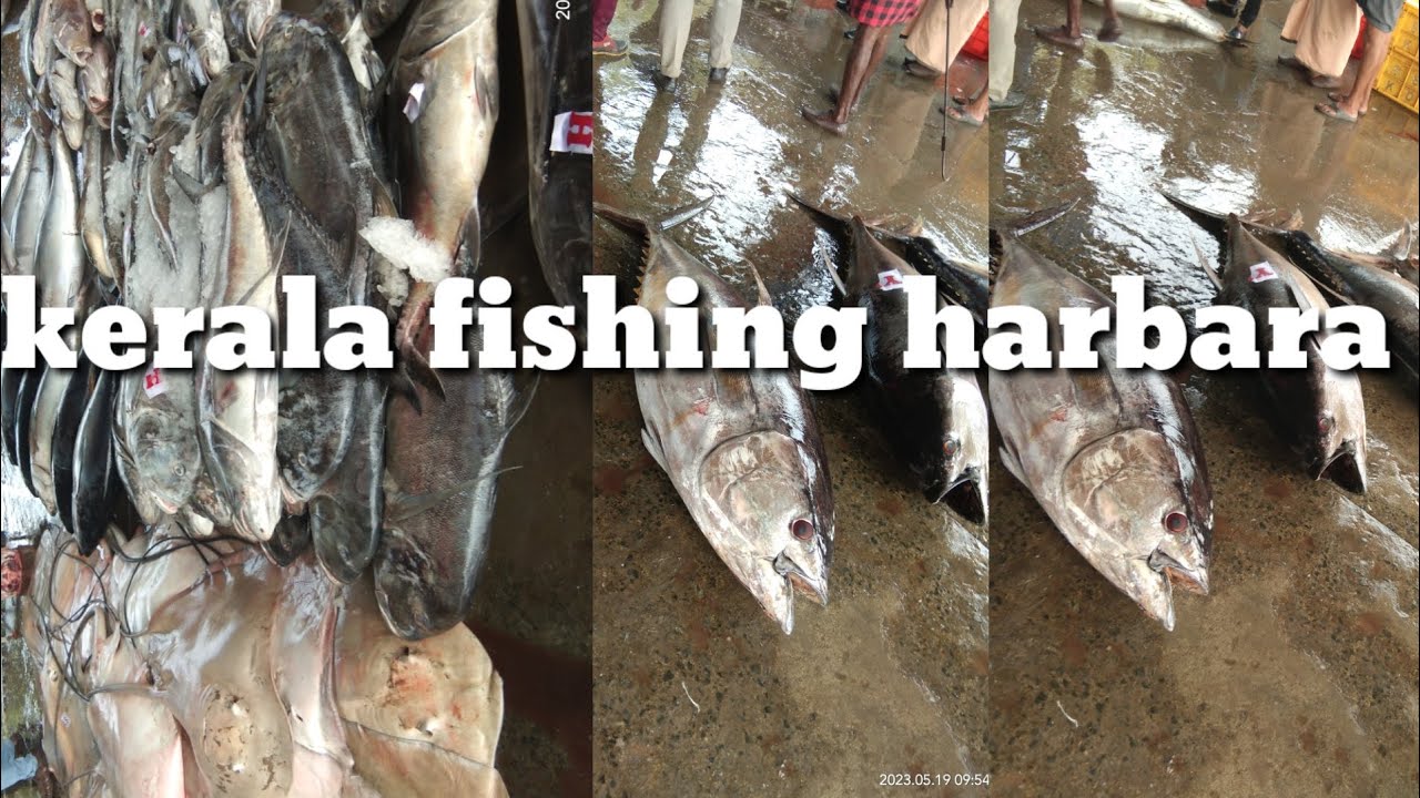 kerala fishing harbar fish କେରଳ ହରଵର୍ ମାଛ - YouTube