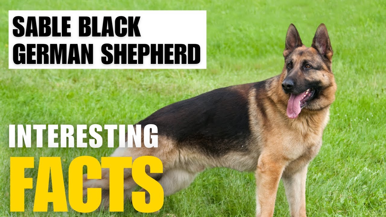 Most Interesting Facts About Sable Black German Shepherd? | Interesting ...