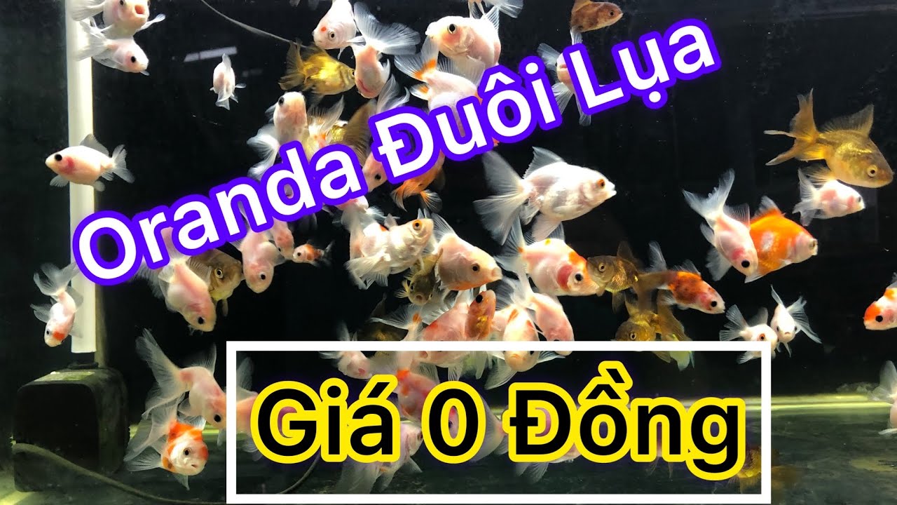 Cá Oranda đuôi lụa F1 Thái Lan Giá 0 Đồng chỉ có tại Chợ cá MeKong ...