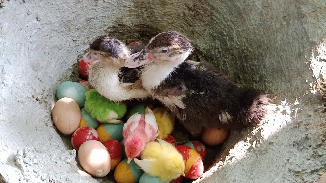 finding chicken eggs, finding colorful eggs, finding cute chickens ...