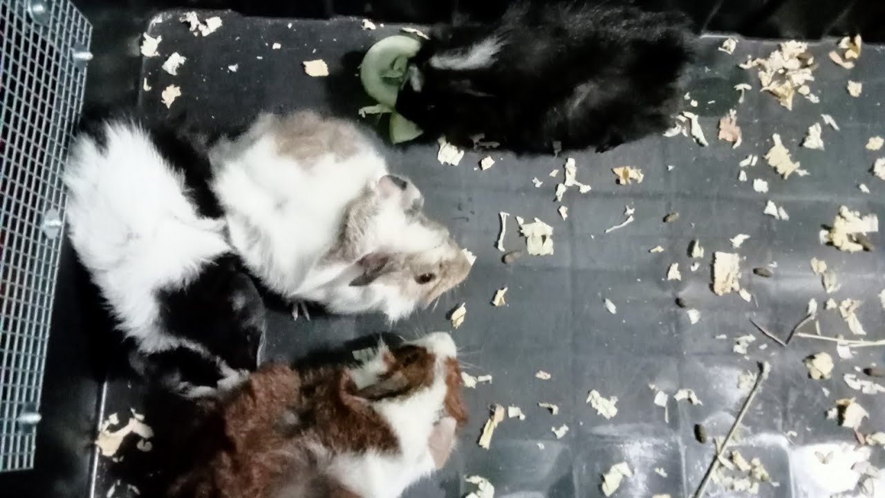 Taking care of guinea pigs.. Morning routine 🌞 - YouTube