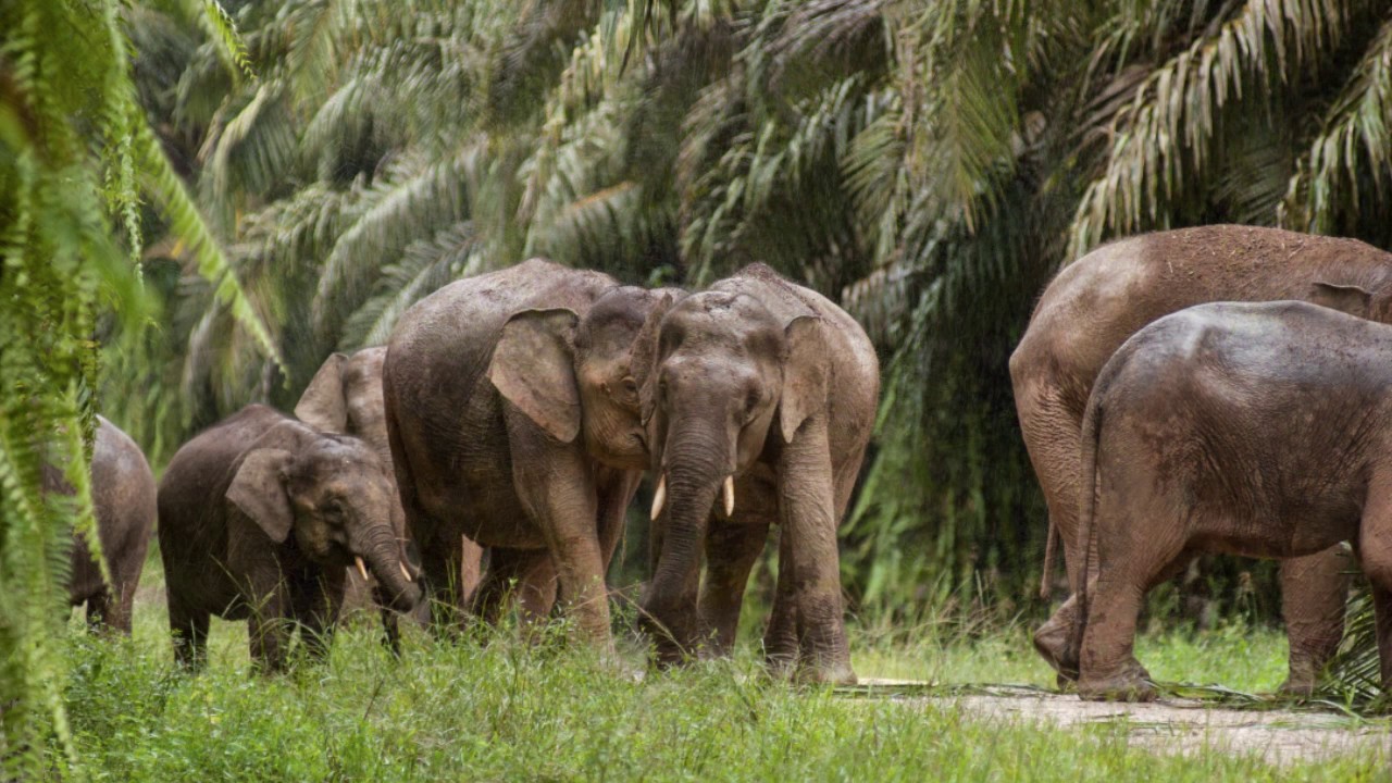The Case of Sabah Softwoods Berhad: Giving Elephants the Room to Roam ...