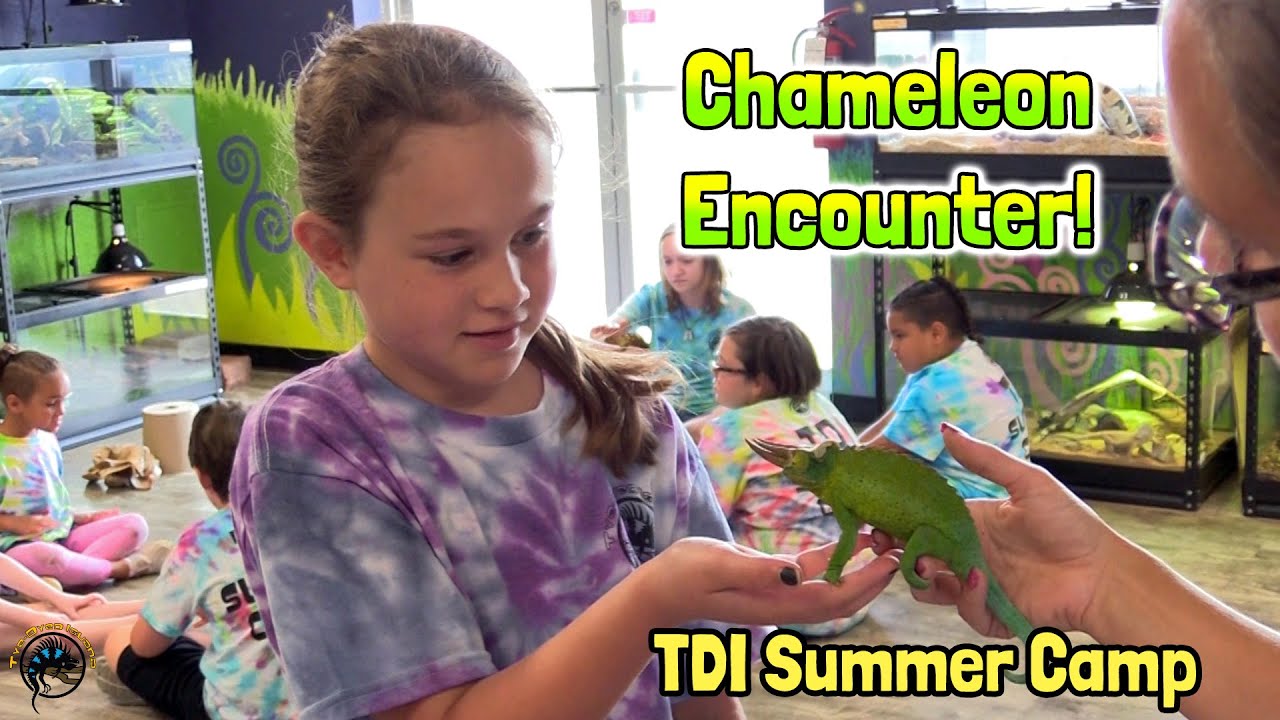 Chameleon Encounters & Feeding the BIG Frog! - An Awesome 2nd Week of ...