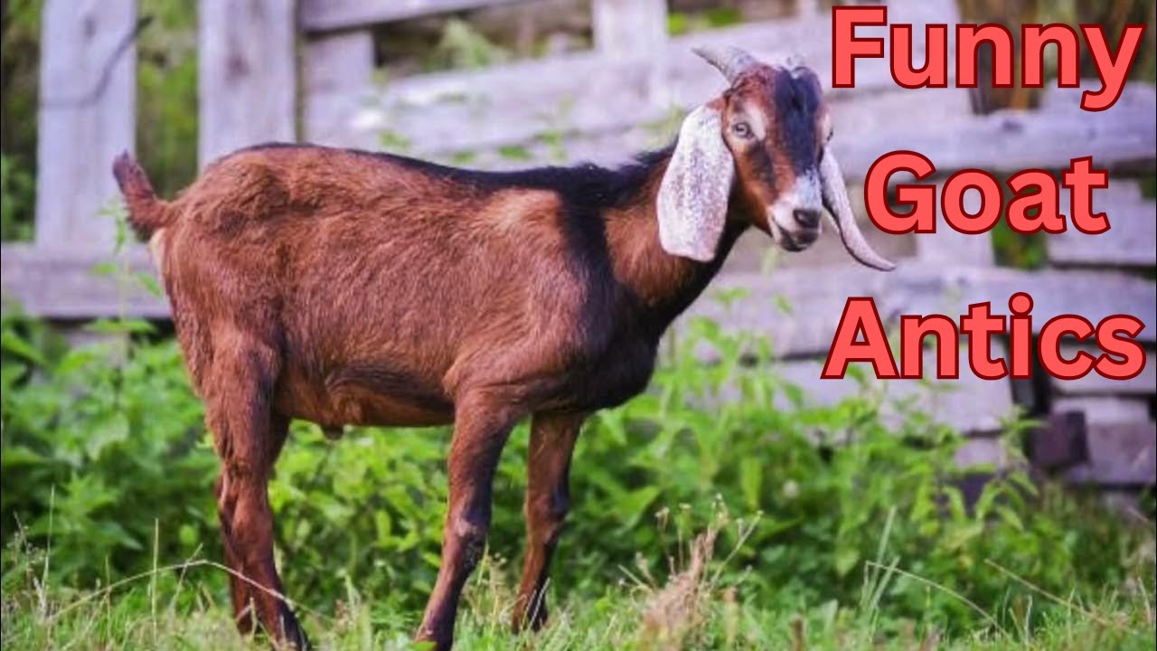 The Secret Lives of Goats Masters of Mischief - YouTube