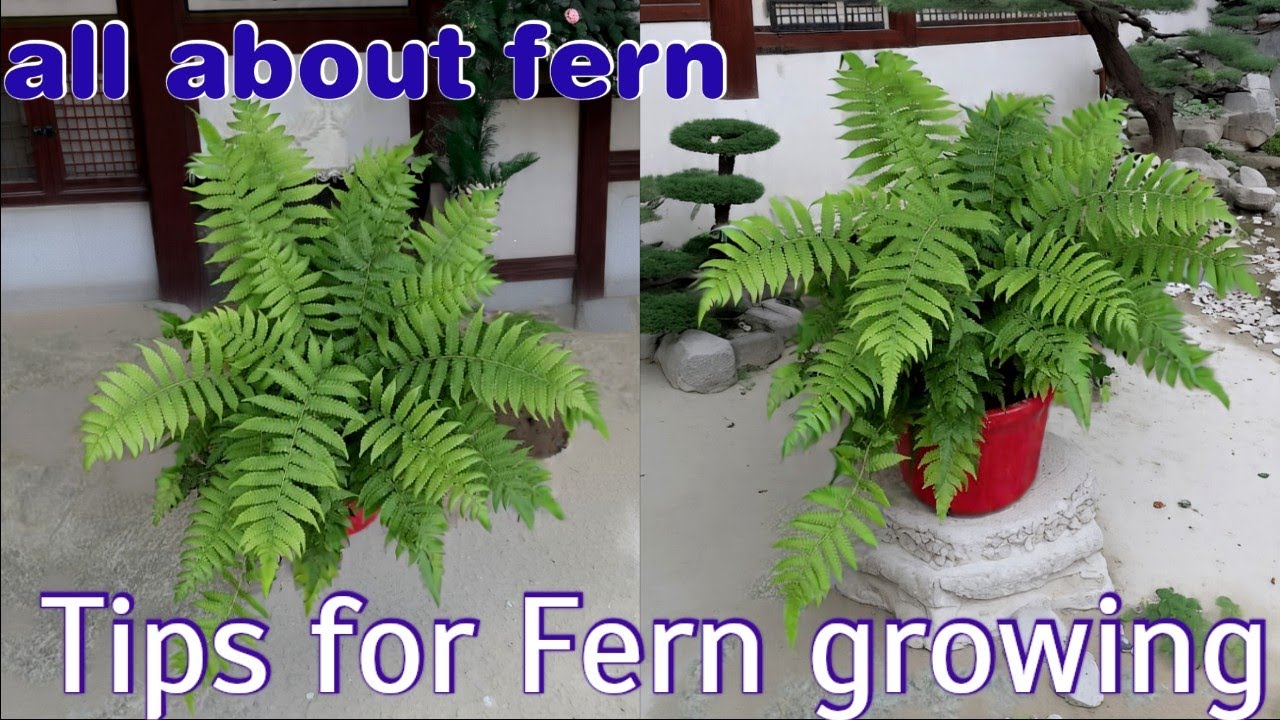 How To Propagate Ferns easily| Fern Propagation| Fern tips - YouTube