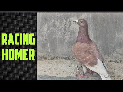 Racing Homer For Sale - Contact - 9742749465 - YouTube